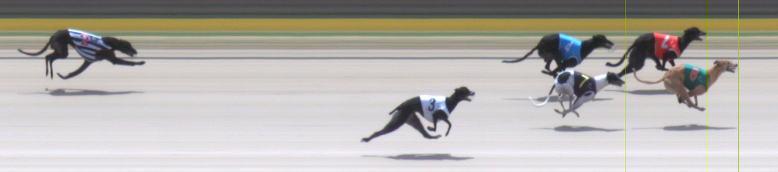 Greyhound Form Guide - Tasracing FORMPLUS | Data driven