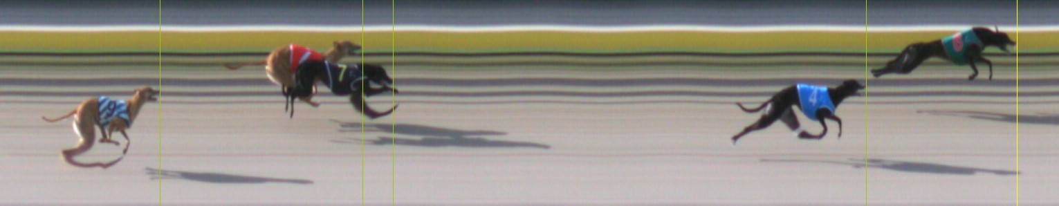 Greyhound Form Guide - Tasracing FORMPLUS | Data driven